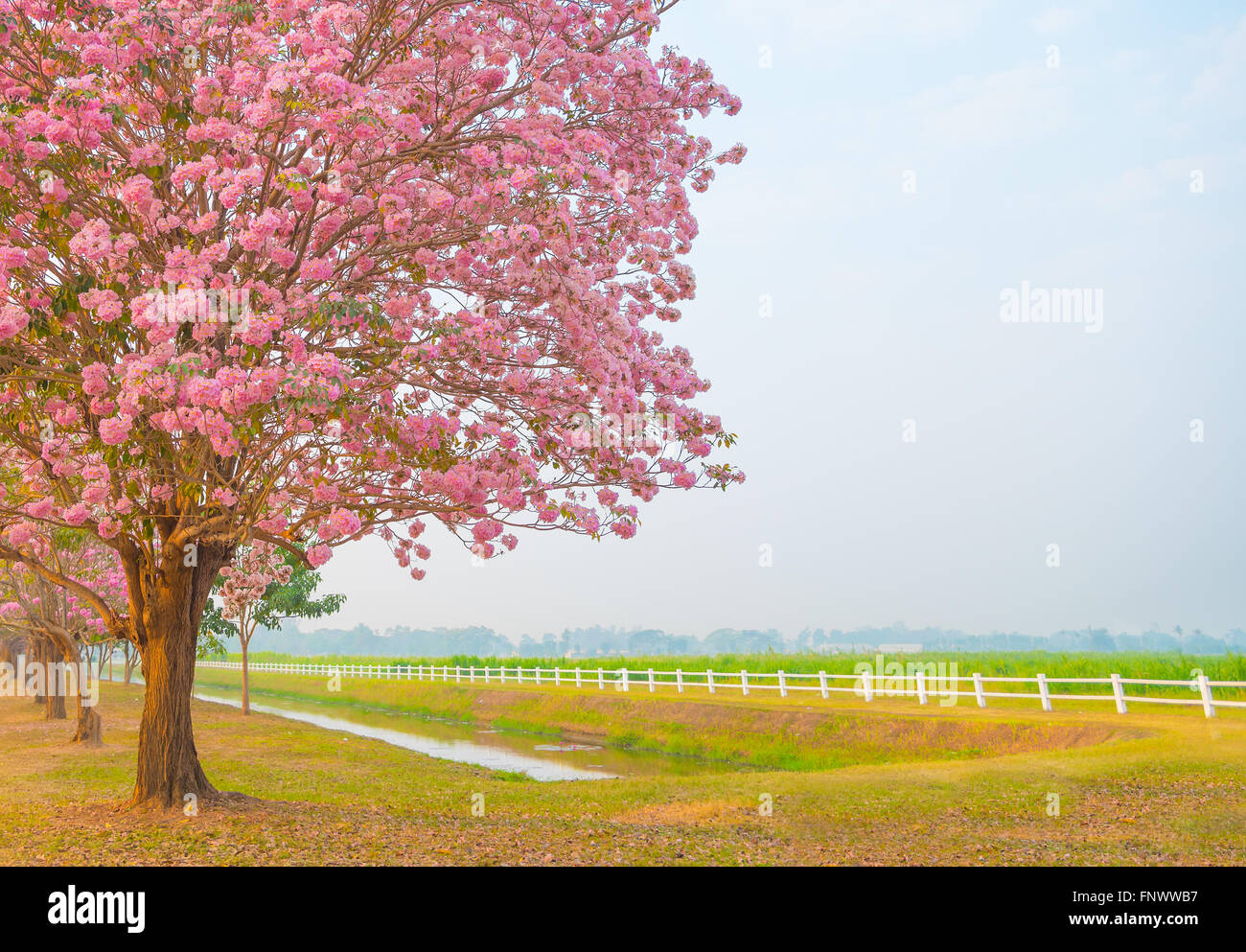 Poui tree hi-res stock photography and images - Alamy