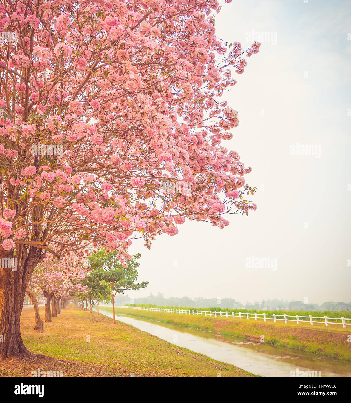 Tabebuia Rosea Tree High Resolution Stock Photography and Images - Alamy