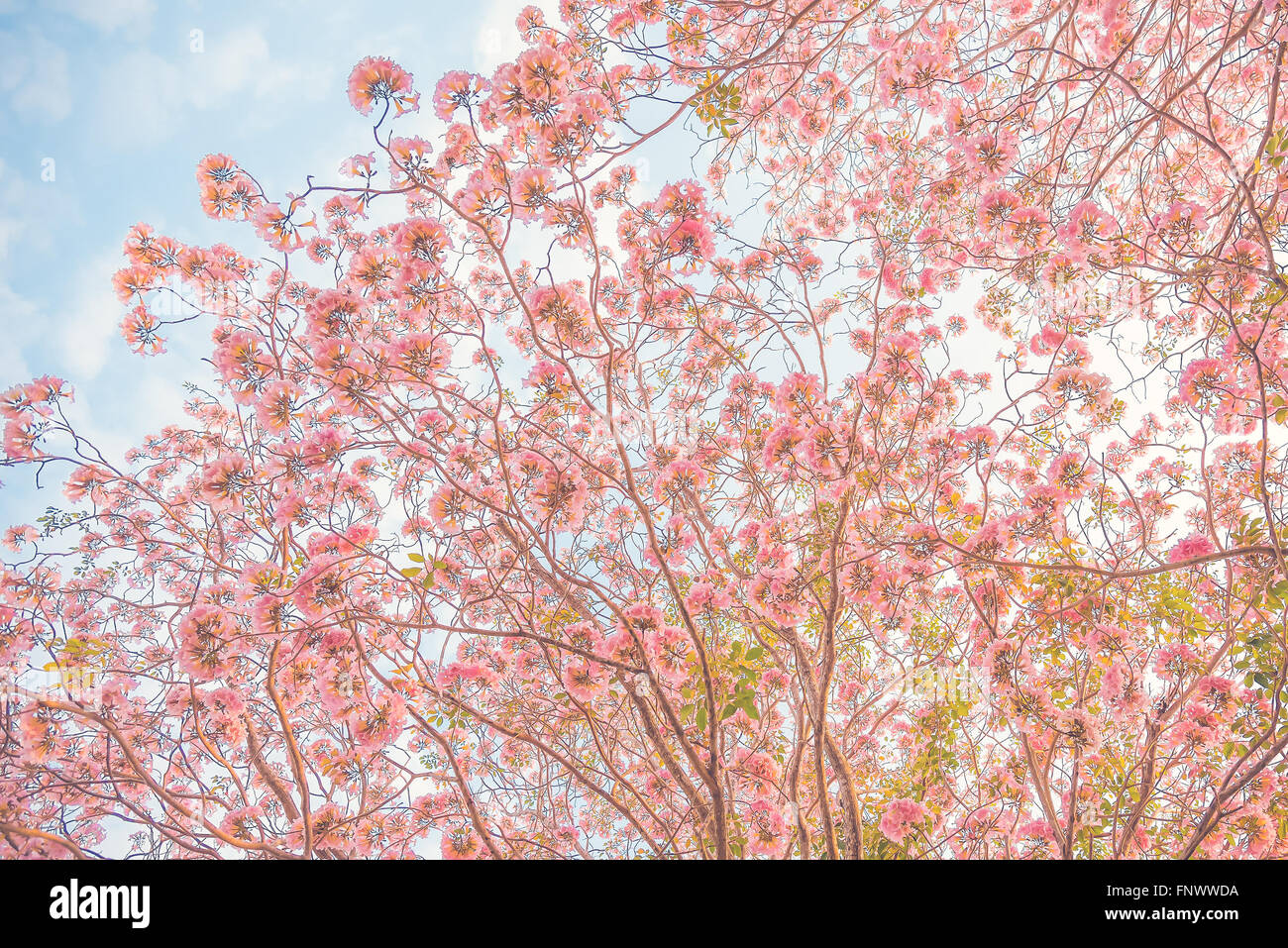 Tabebuia rosea tree hi-res stock photography and images - Alamy