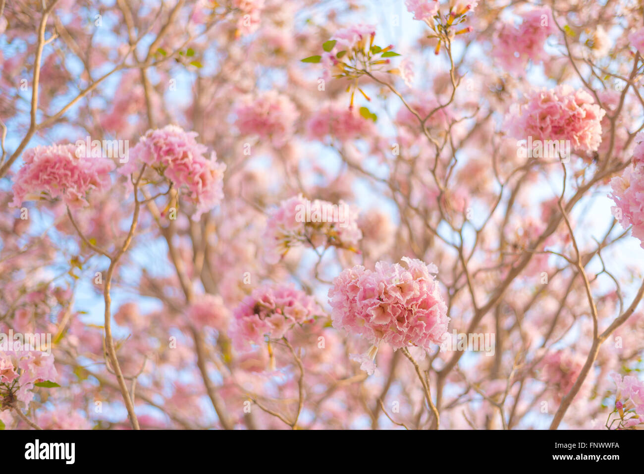 Tabebuia Rosea Tree High Resolution Stock Photography and Images - Alamy