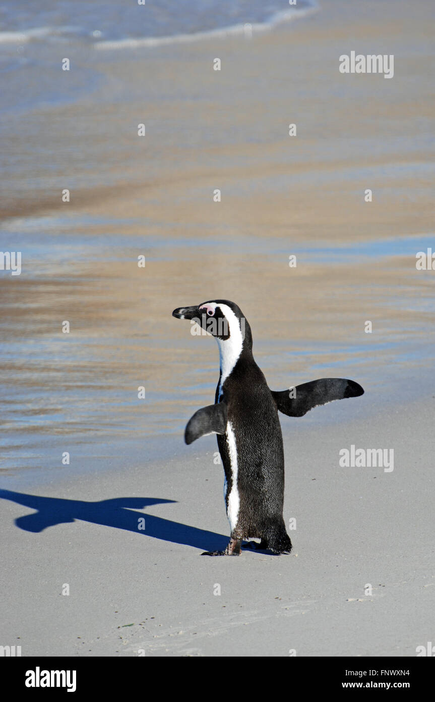 African Penguin at Boulder's Beach in South Africa Stock Photo - Alamy
