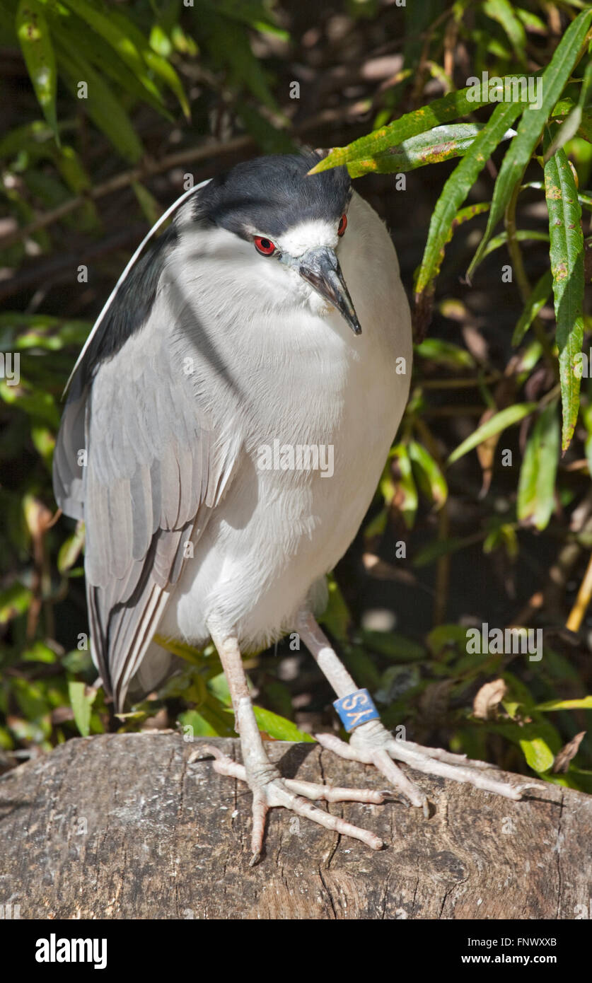 Black Crowned Night Heron (nycticorax nycticorax Stock Photo - Alamy