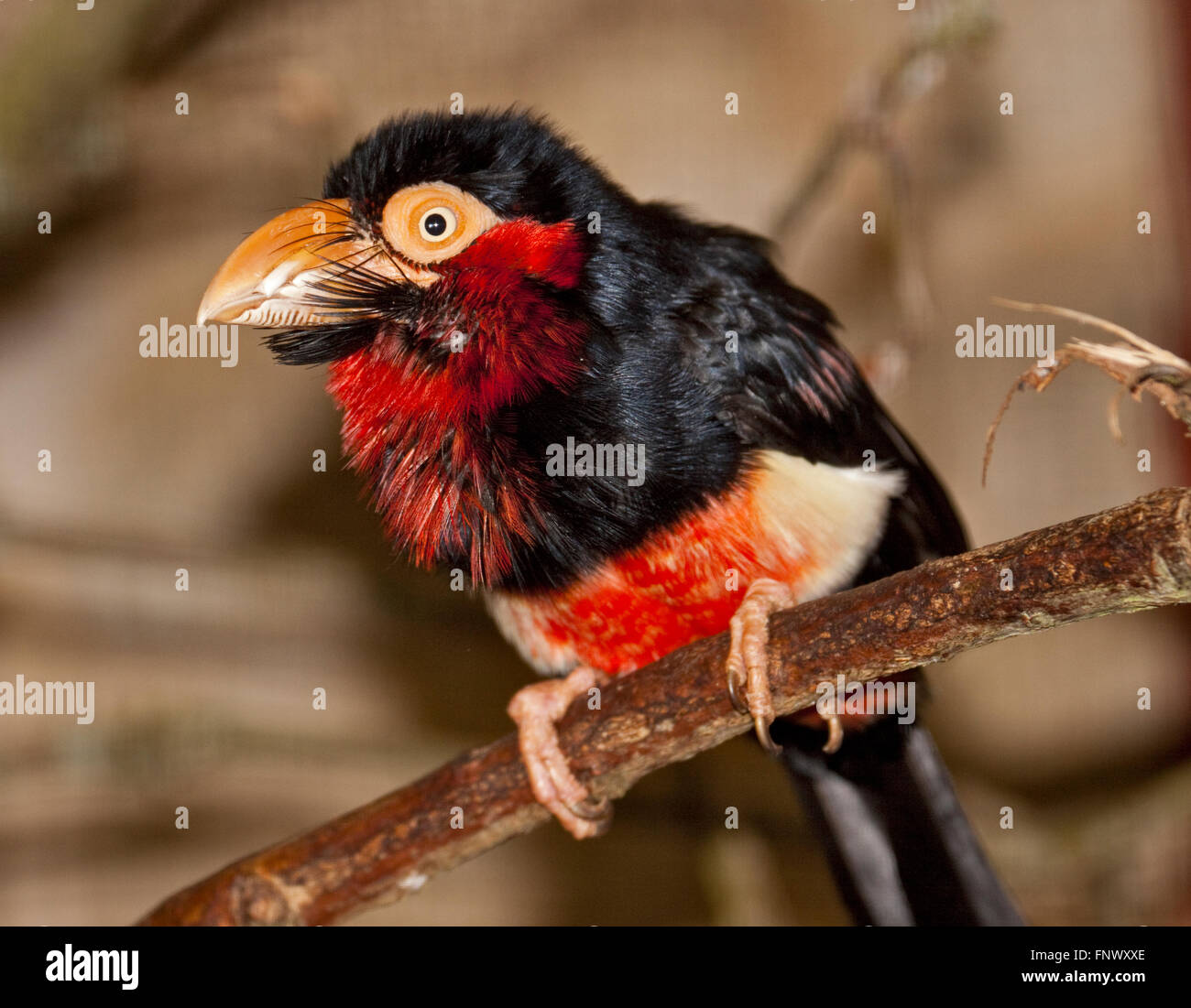 Bearded Barbet (lybius dubius Stock Photo - Alamy
