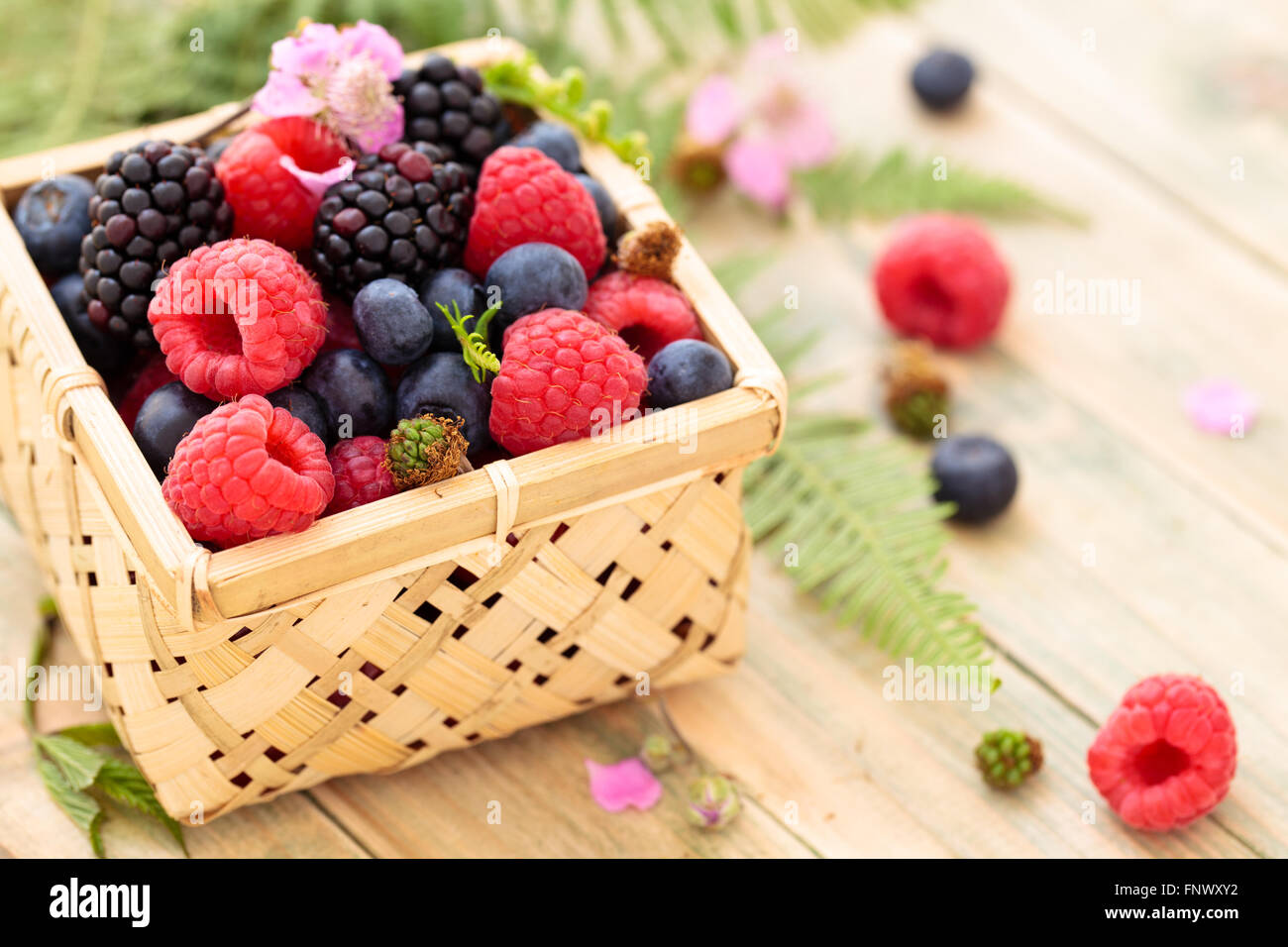 Forest berries Stock Photo - Alamy