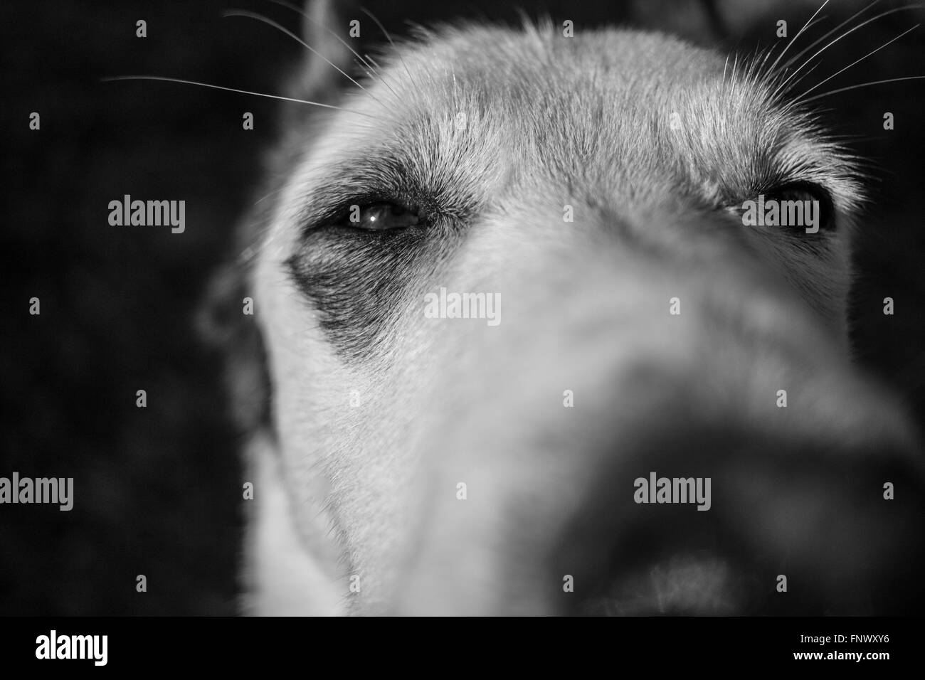 Non pedigree dog Black and White Stock Photos & Images - Alamy