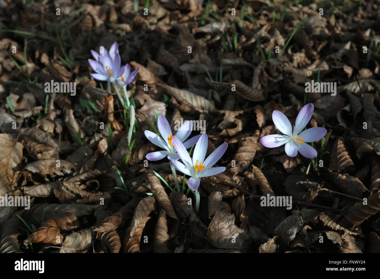 Early spring flowers (crocus) in forest Stock Photo - Alamy