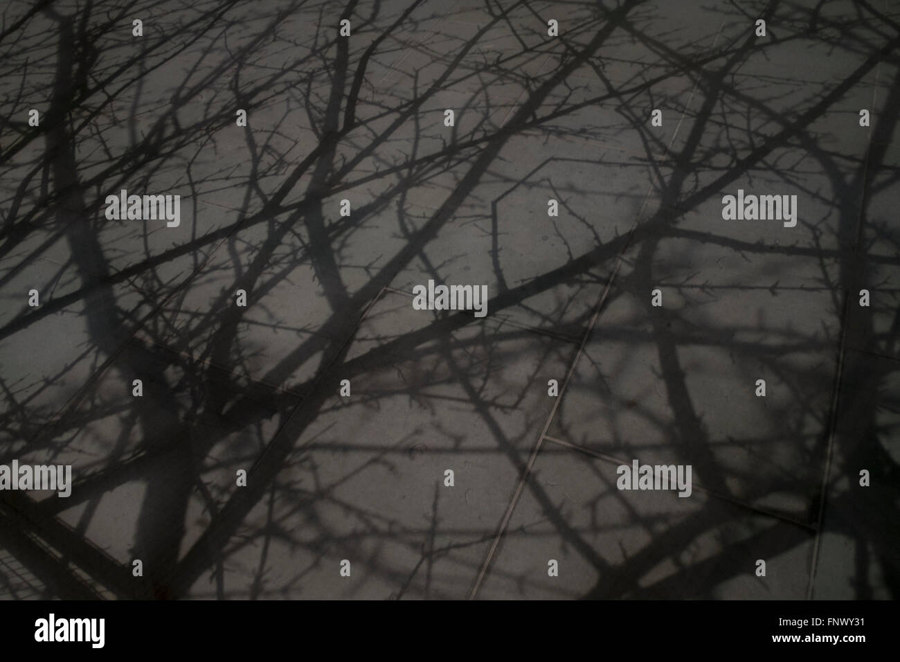 Shadow pattern of trees cast on the pavement surface combines natural ...