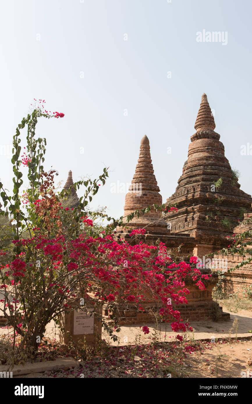 Exterior of stone temple (pagoda) in Bagan, Myanmar behind bright pink ...