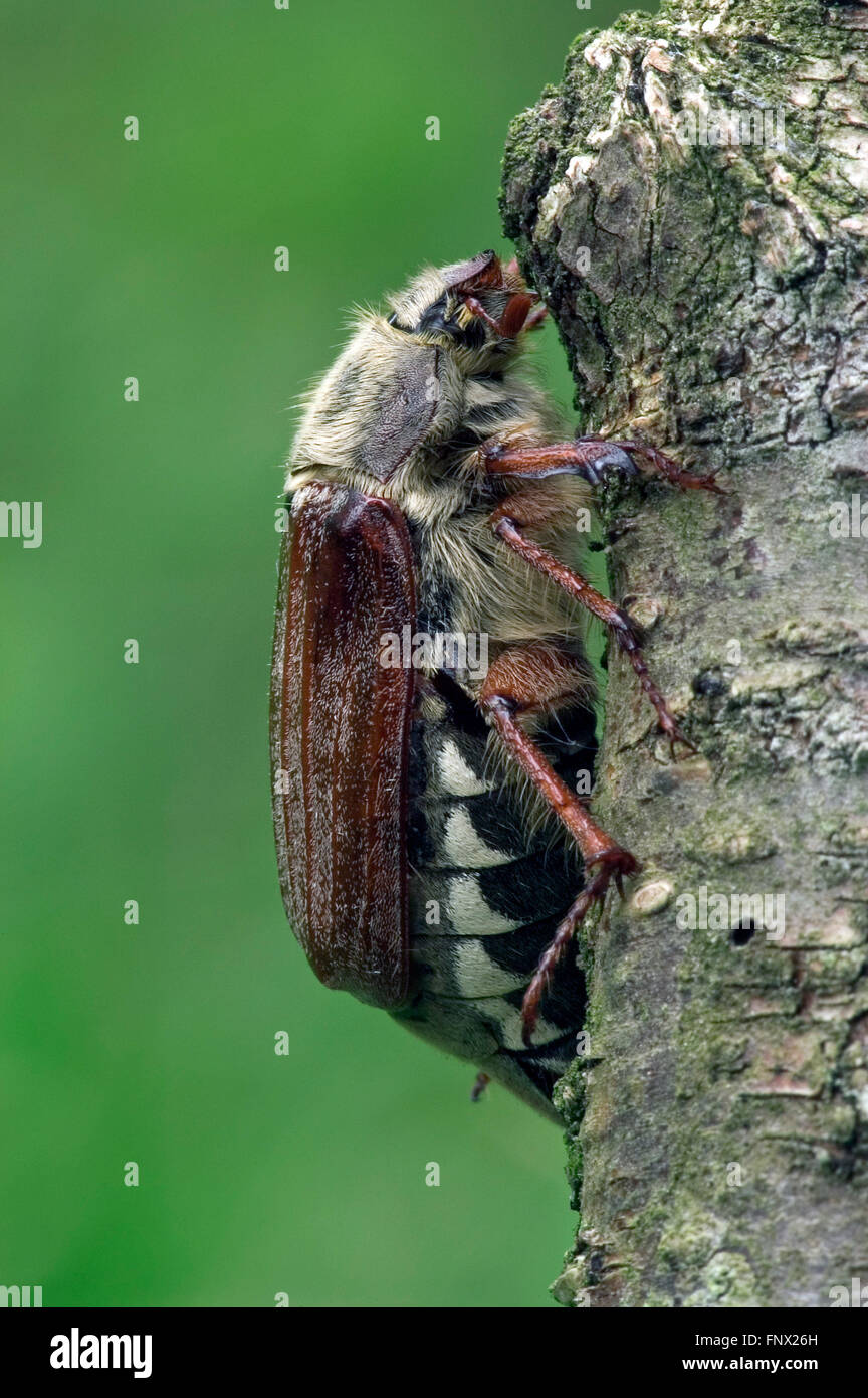 Common cockchafer / May bug / doodlebug (Melolontha melolontha) close ...