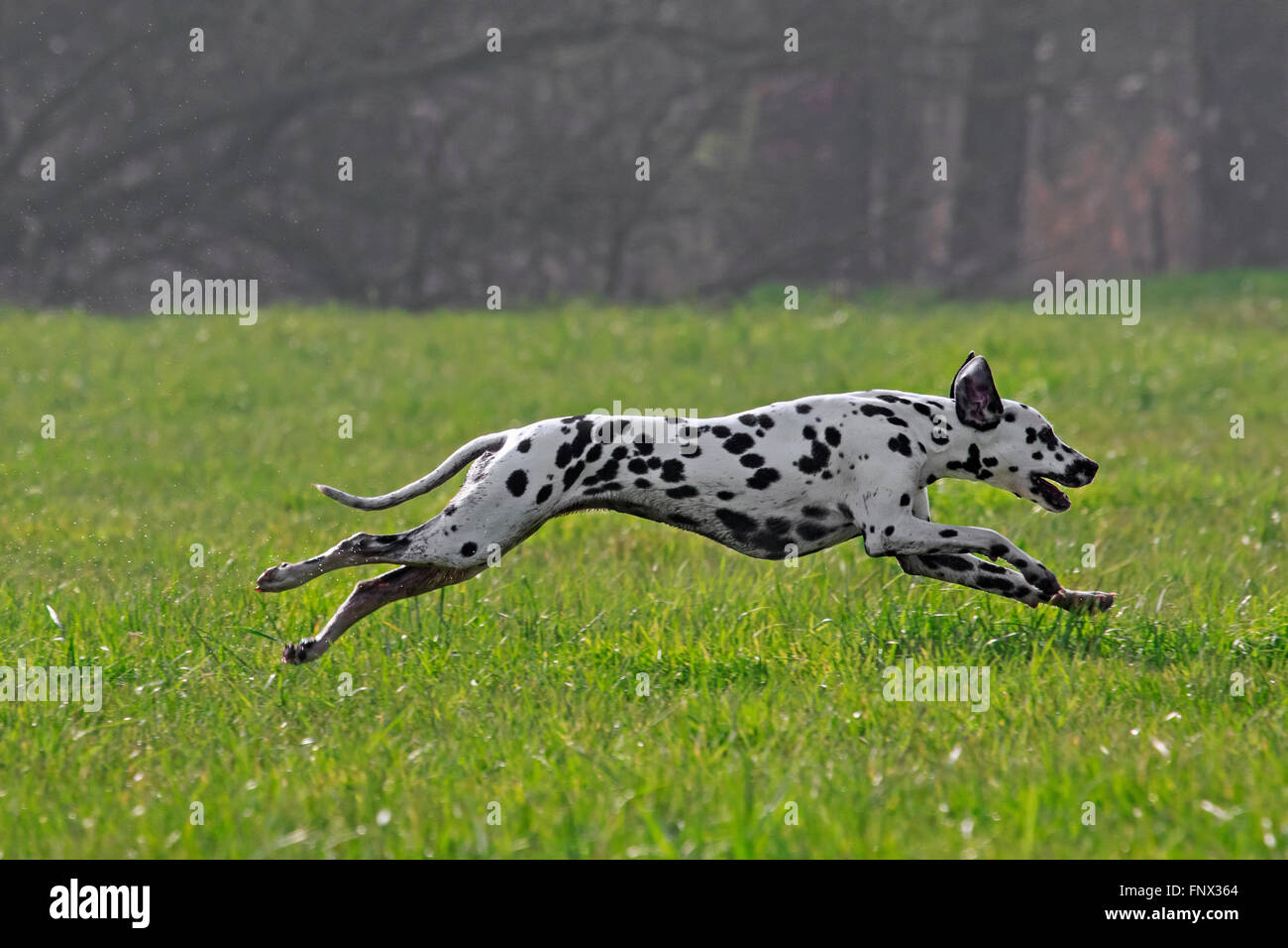 Dalmatian / carriage dog / spotted coach dog running in field Stock ...