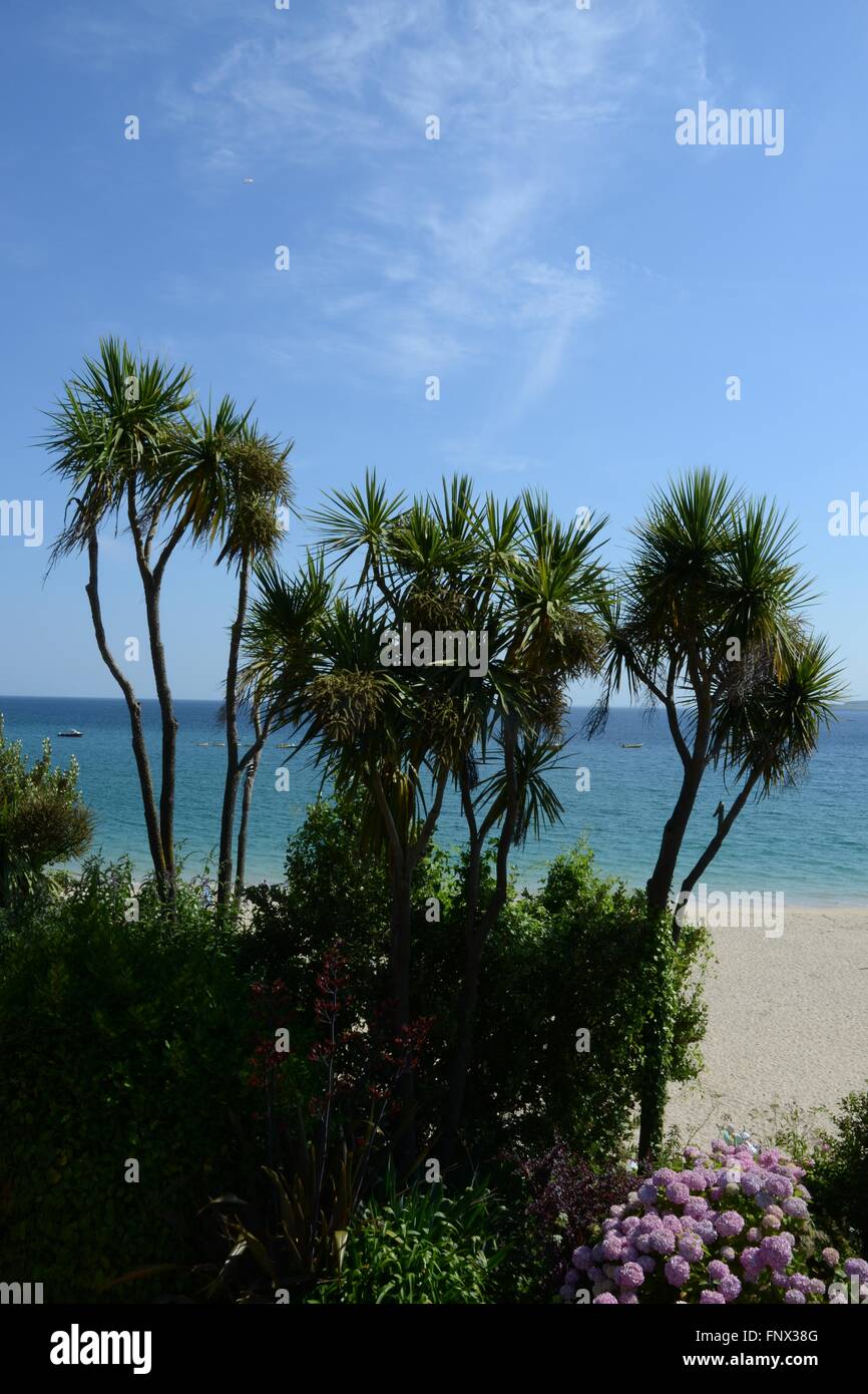 View through Palm trees at Porthminster Beach, St Ives, Cornwall, UK ...