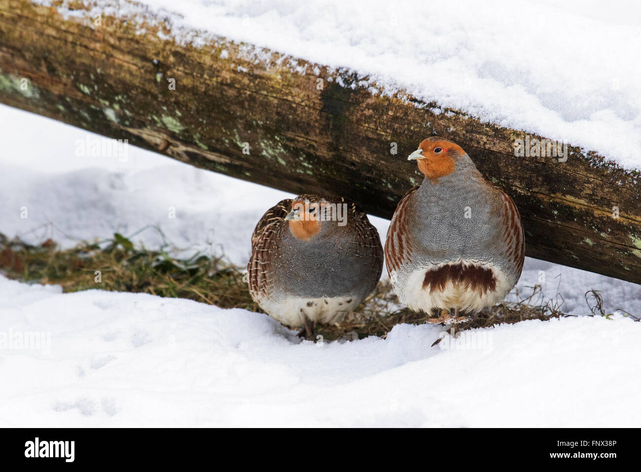 Hungarian partridge hi-res stock photography and images - Alamy