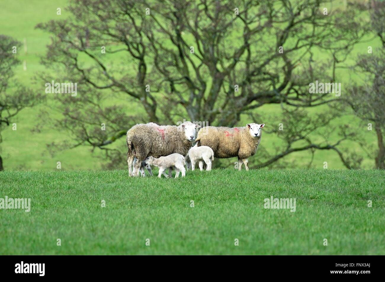 New Lambs with their Mothers Stock Photo - Alamy