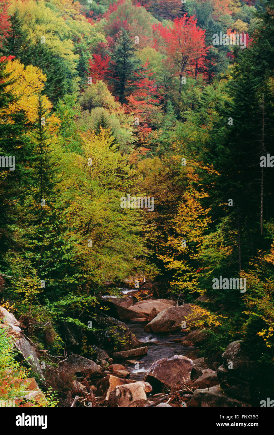 Forest and Stream in Autumn, New Hampshire, U.S.A Stock Photo - Alamy