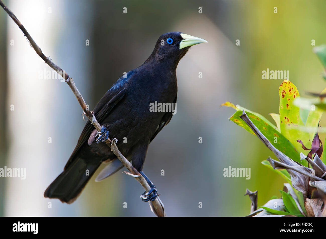 Red-rumped cacique (Cacicus haemorrhous) on branch, Itanhaem, Brazil ...