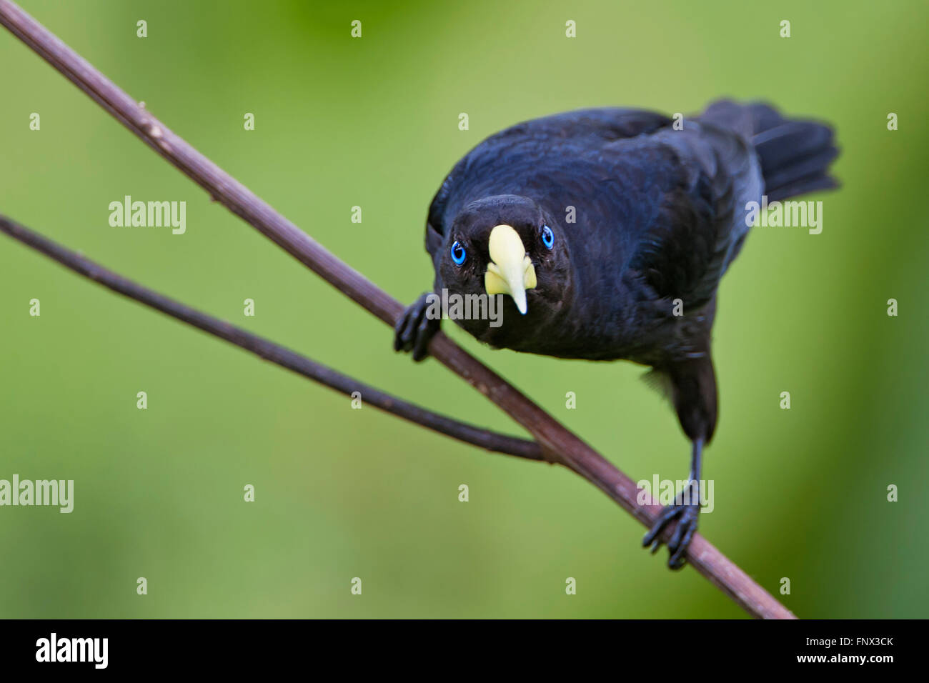 Red rumped cacique cacicus haemorrhous hi-res stock photography and ...
