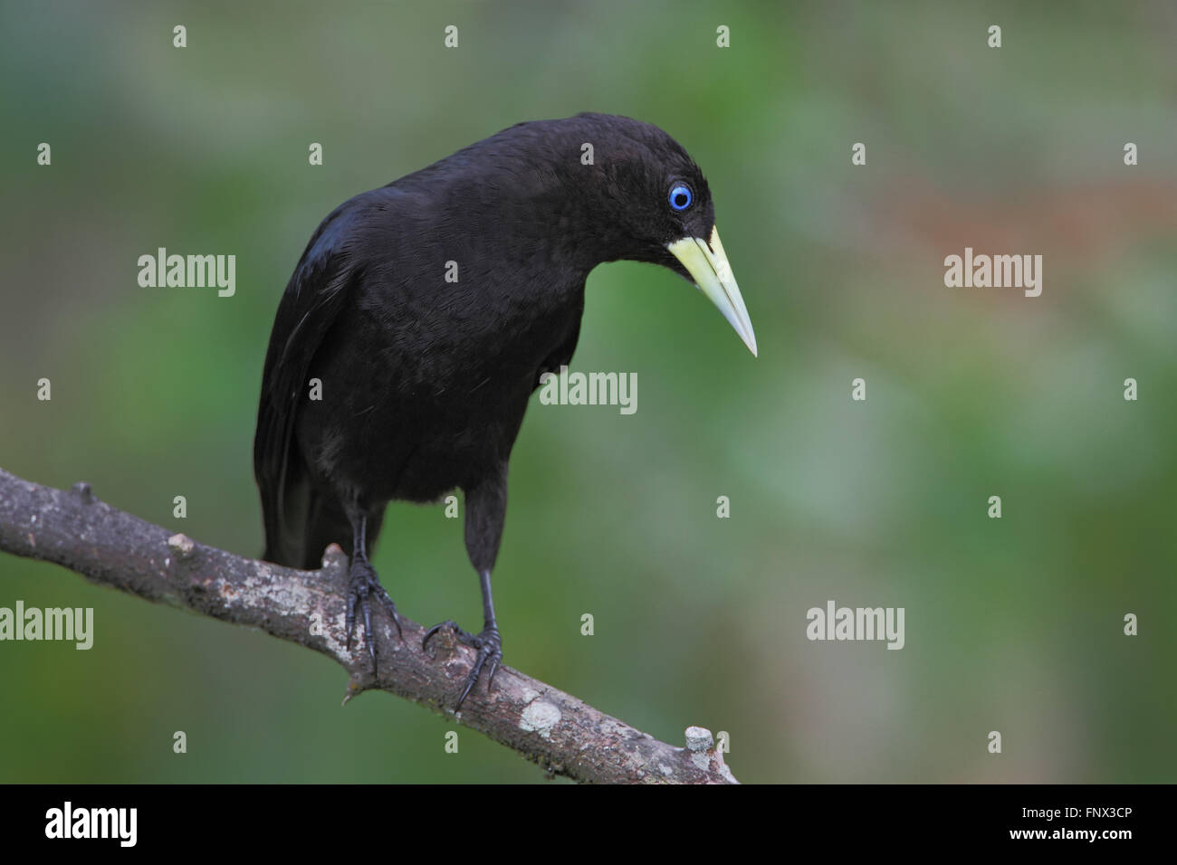 Red-rumped cacique (Cacicus haemorrhous) on branch, Itanhaem, Brazil ...