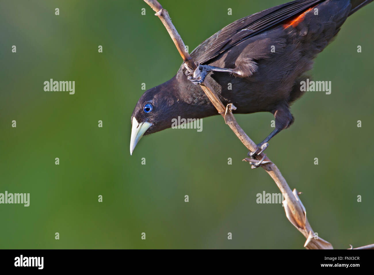 Red rumped cacique cacicus haemorrhous hi-res stock photography and ...