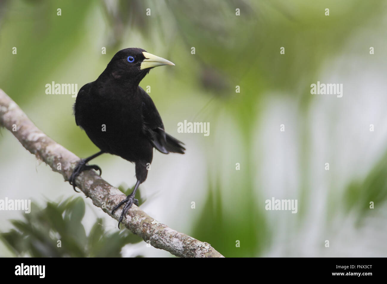 Red rumped cacique cacicus haemorrhous hi-res stock photography and ...