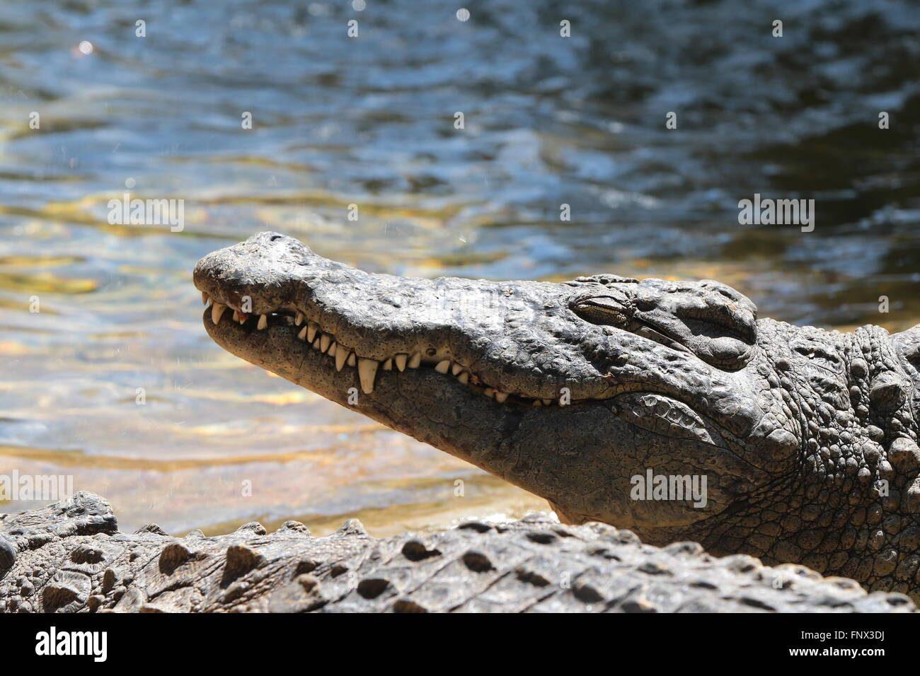 Nile Crocodile or Common Crocodile (Crocodylus niloticus) basking on ...