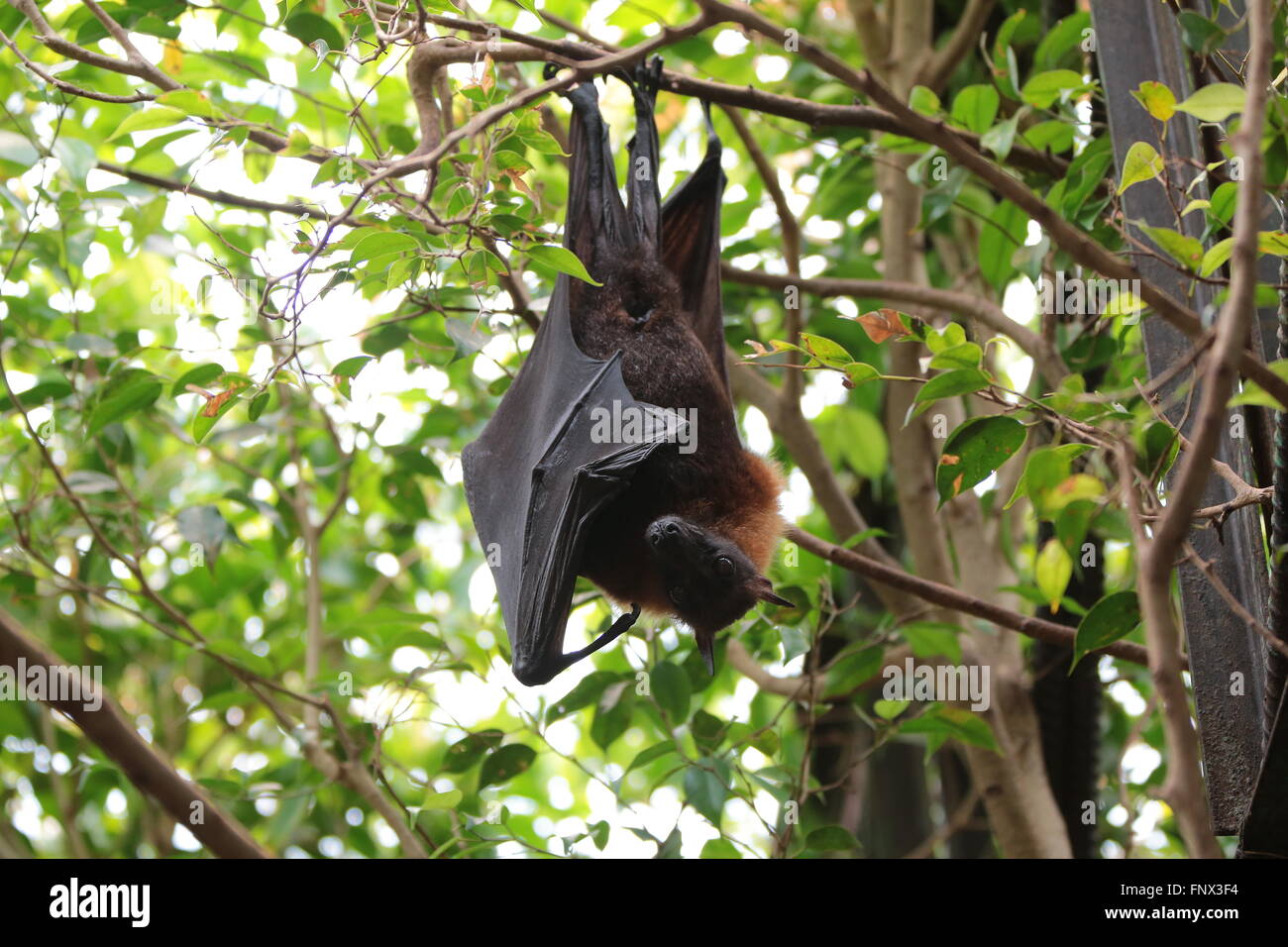 Large flying fox / large fruit bat / kalong (Pteropus vampyrus Stock ...