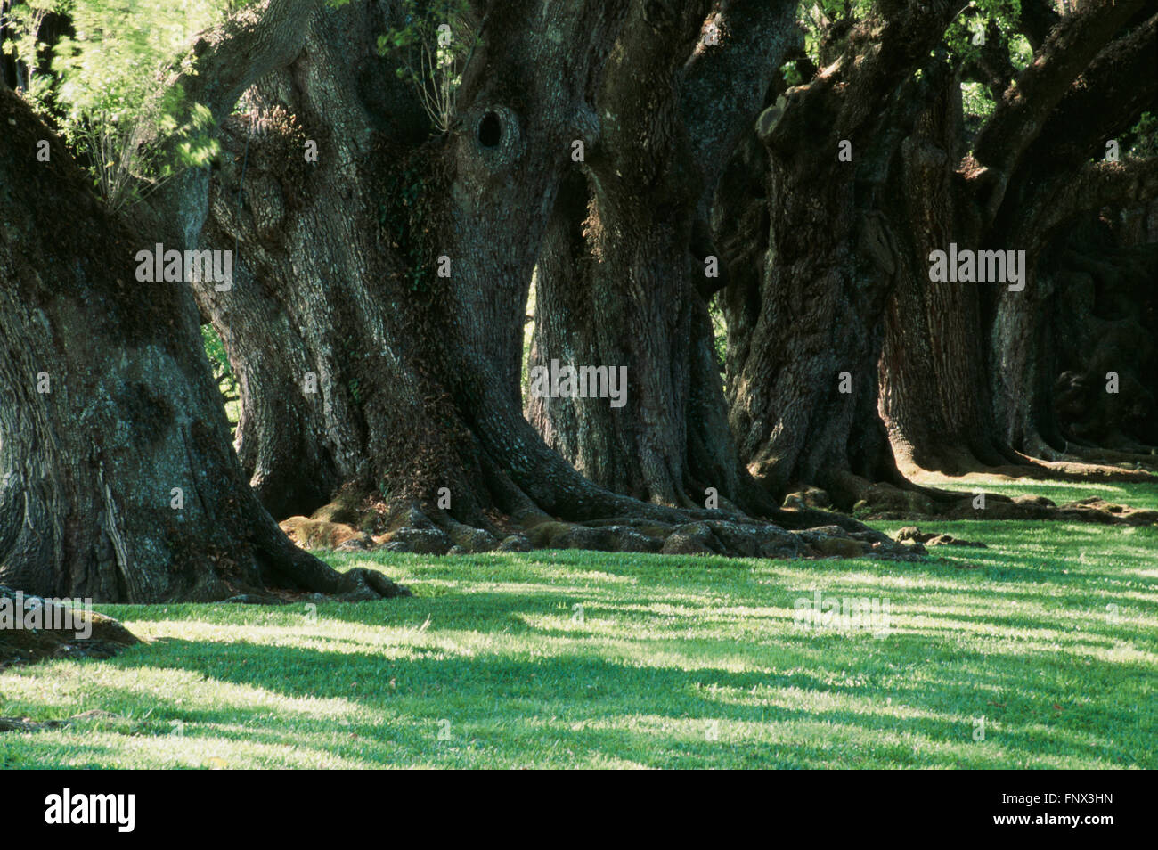 Row of Ancient Oak Tree Trunks on a Plantation, Louisiana, U.S.A Stock ...