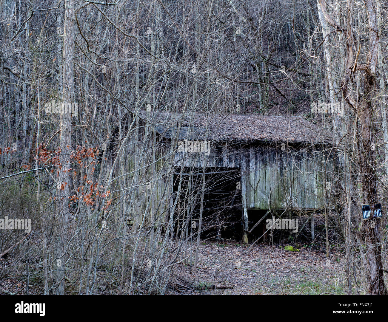Abandoned Shed In the Woods Stock Photo - Alamy