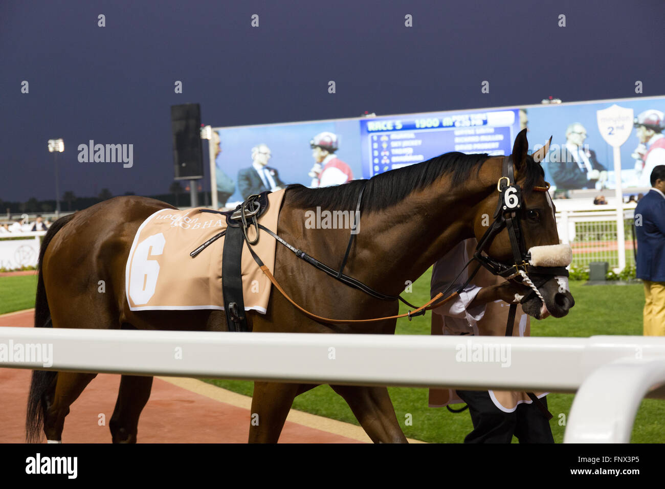Horses and jokey in the paddock at the Meydan racecourse Stock Photo ...