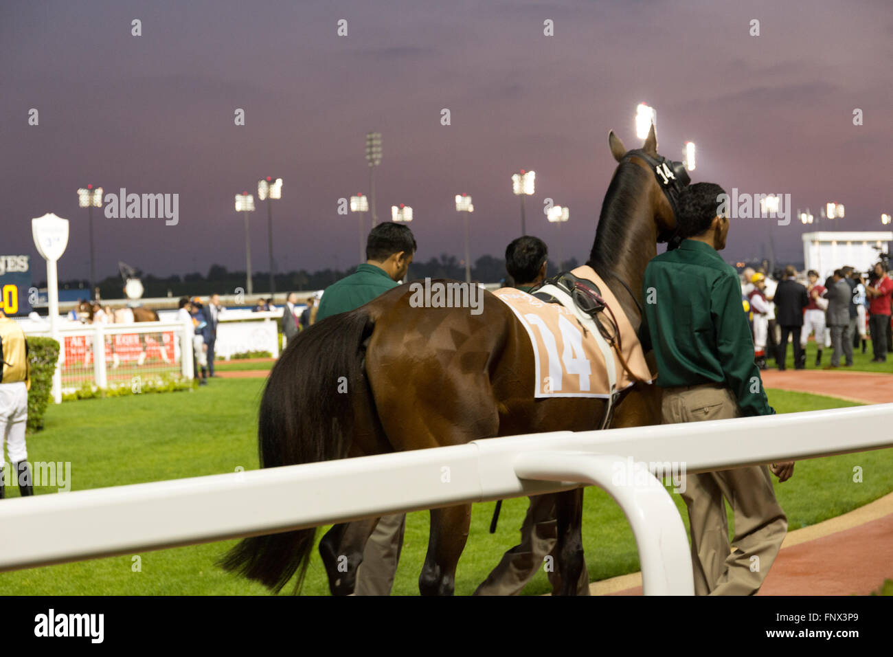 Horses and jokey in the paddock at the Meydan racecourse Stock Photo ...