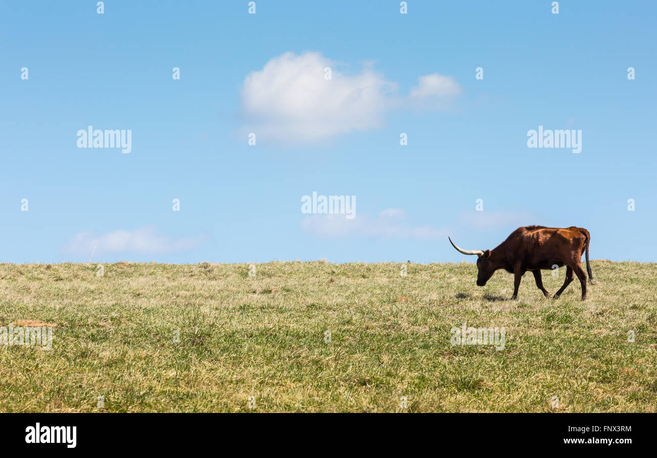 Cow out to pasture Stock Photo - Alamy
