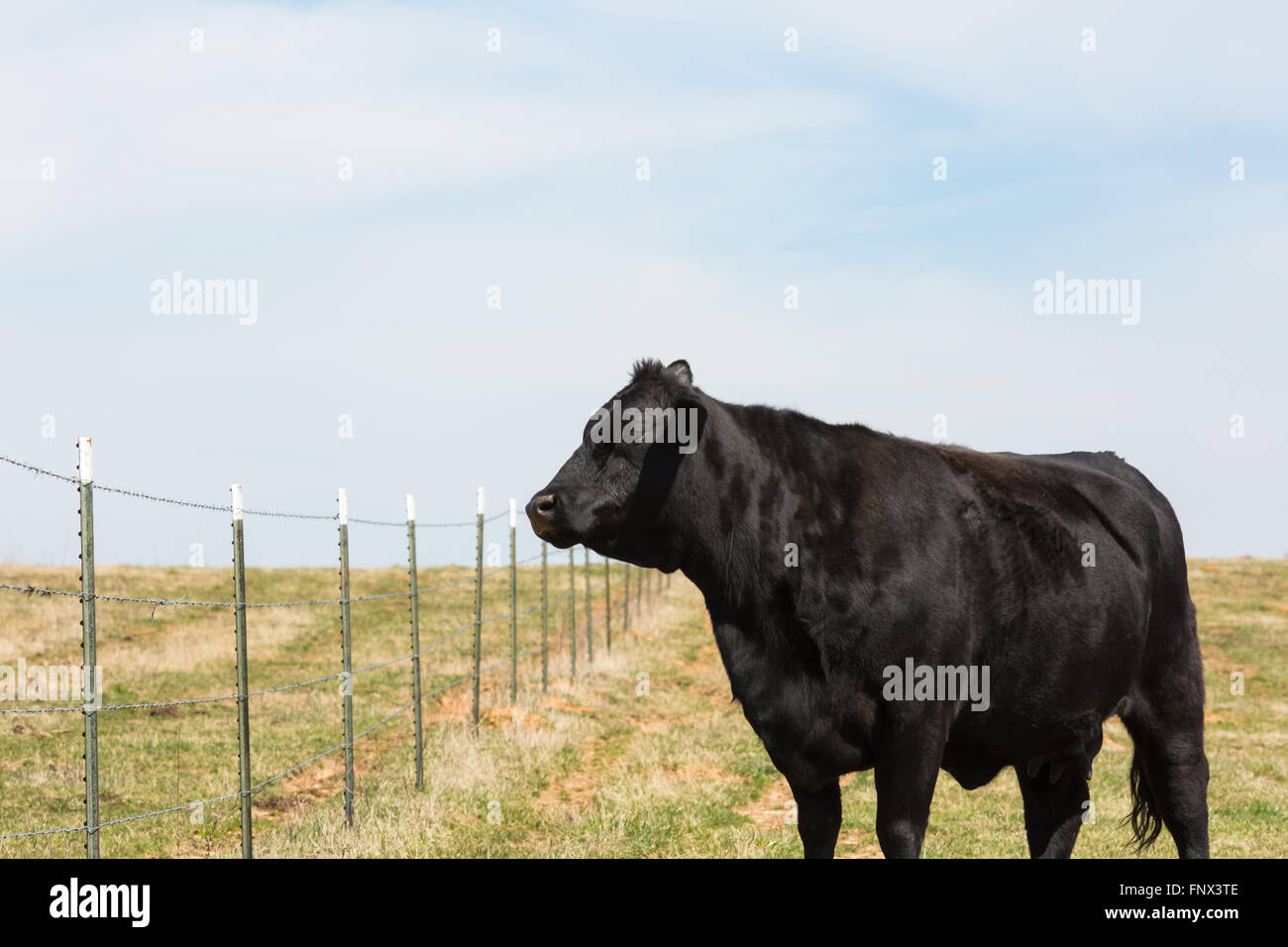 Cattle on a beef farm Stock Photo - Alamy