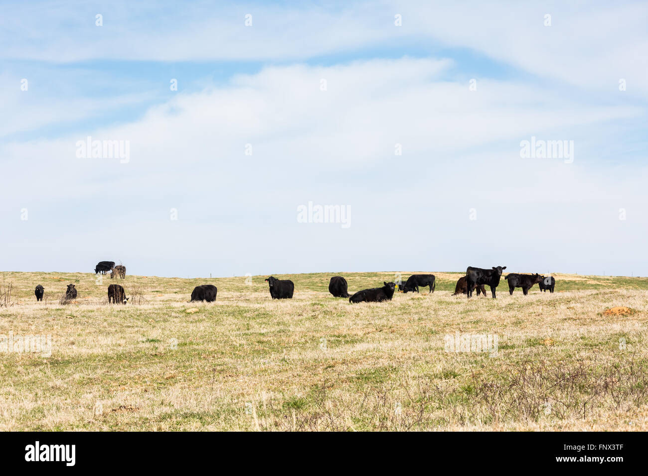 Cattle on a beef farm Stock Photo - Alamy