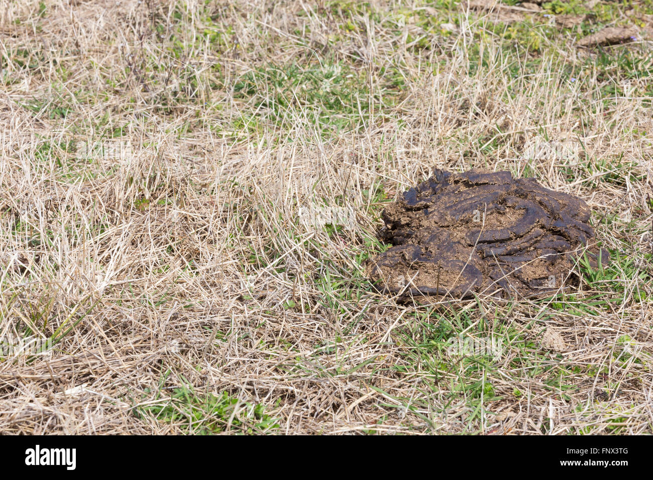 Cow manure in a pasture Stock Photo - Alamy