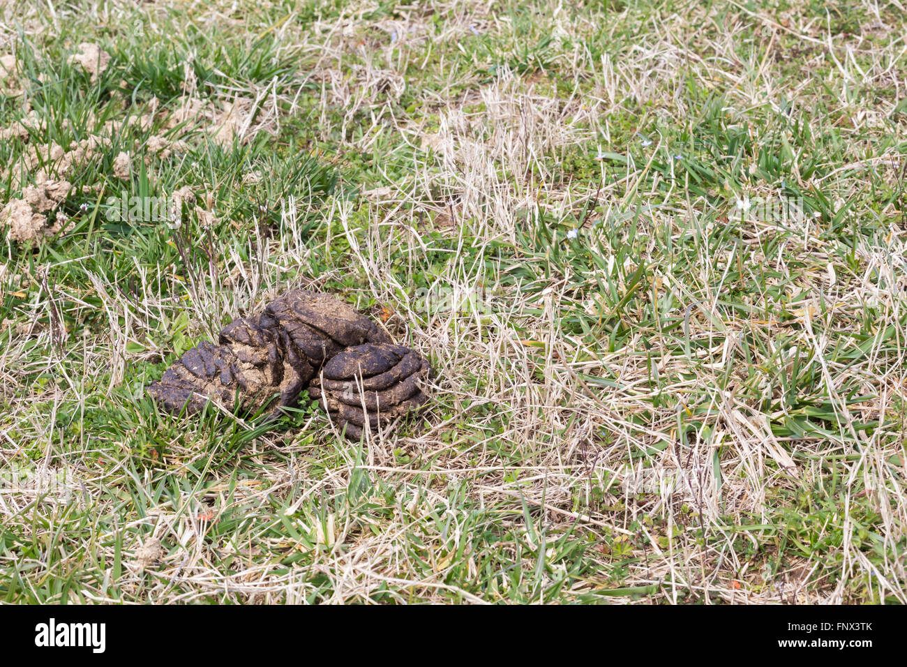 Cow manure in a pasture Stock Photo - Alamy