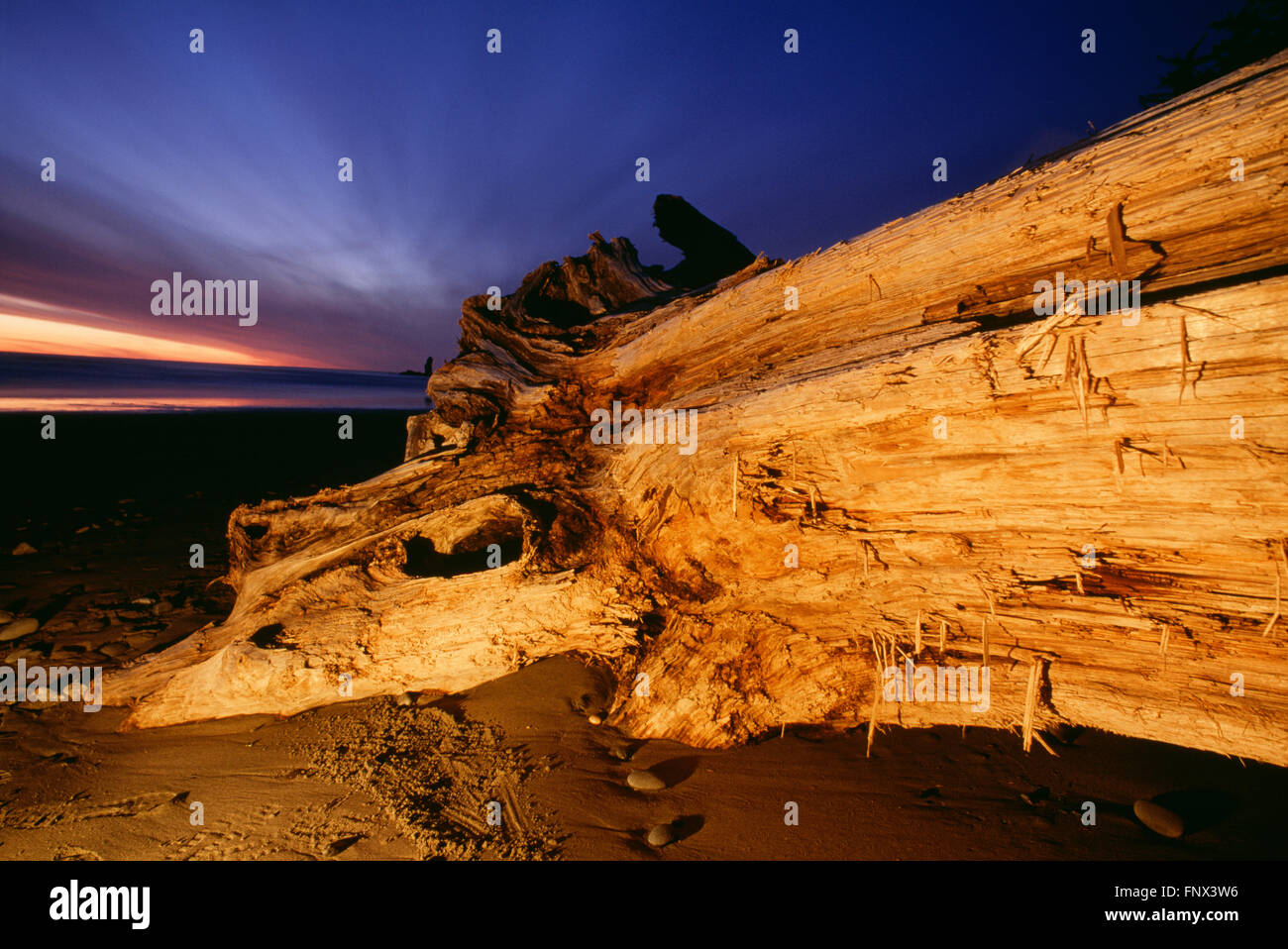 Fallen Tree Trunk Lit up at Night on the Beach, Olympic National Park ...