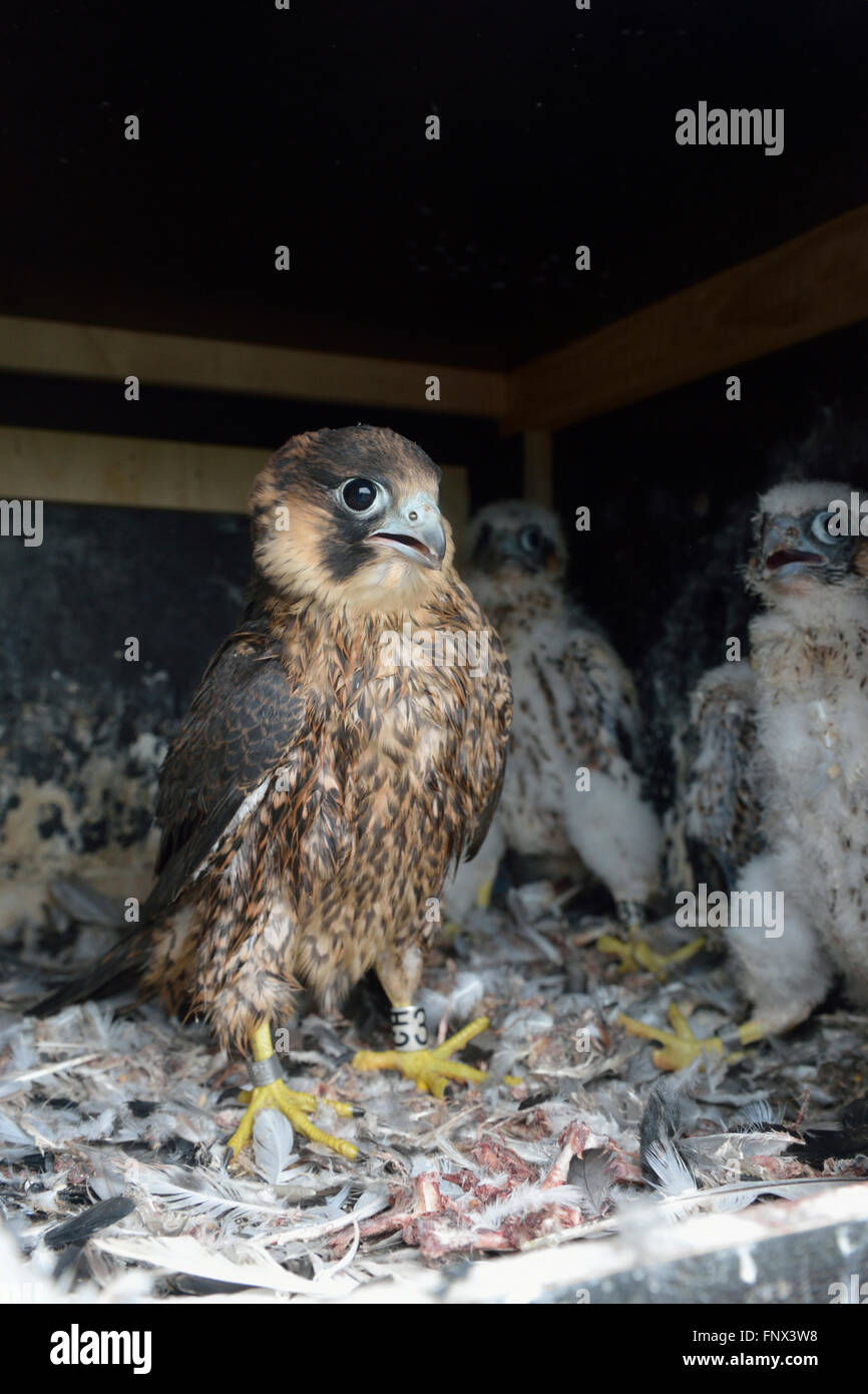 Duck Hawk / Peregrine Falcon ( Falco peregrinus ), ringed fledglings of ...