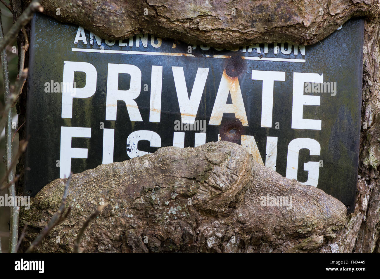 No fishing sign with tree growing around it. A metal sign stating ...