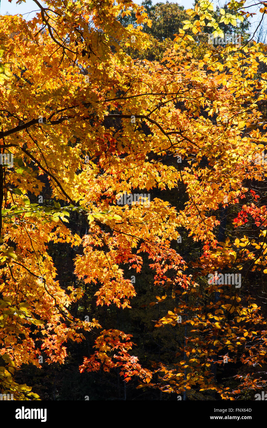 Colors of Autumn Stock Photo - Alamy