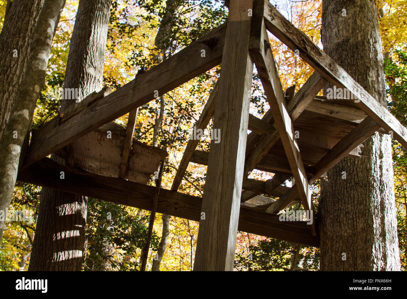 A forgotten tree fort in the forest Stock Photo - Alamy
