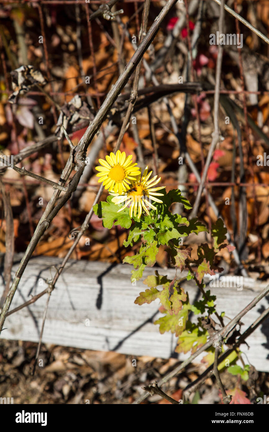 Yellow flower grows in the fall Stock Photo - Alamy