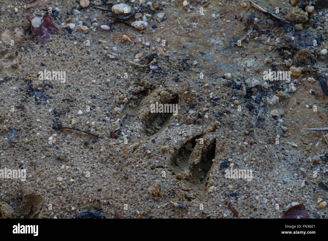 Deer Hoof Print High Resolution Stock Photography and Images - Alamy