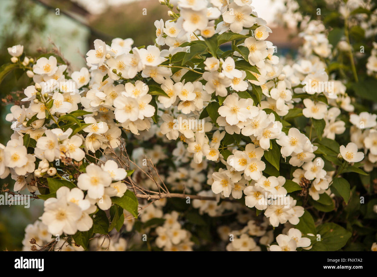 blooming jasmine bush Stock Photo - Alamy