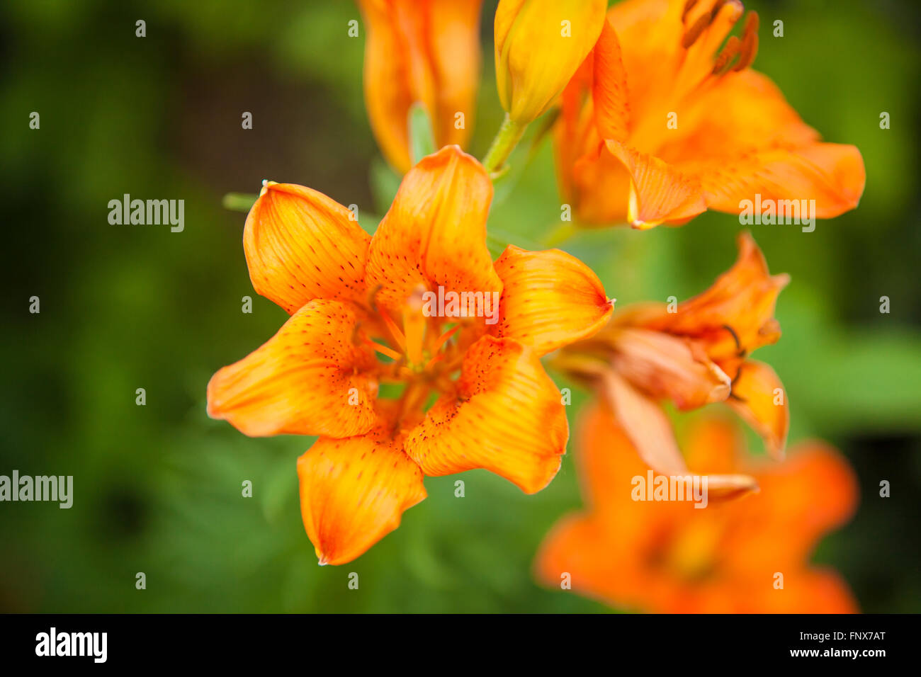 flowering bush tiger lily in the garden Stock Photo - Alamy