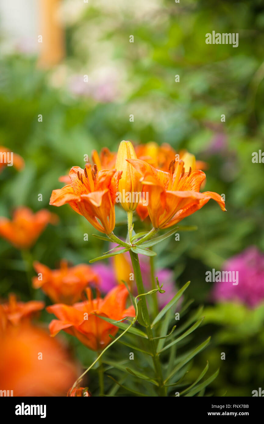flowering bush tiger lily in the garden Stock Photo - Alamy