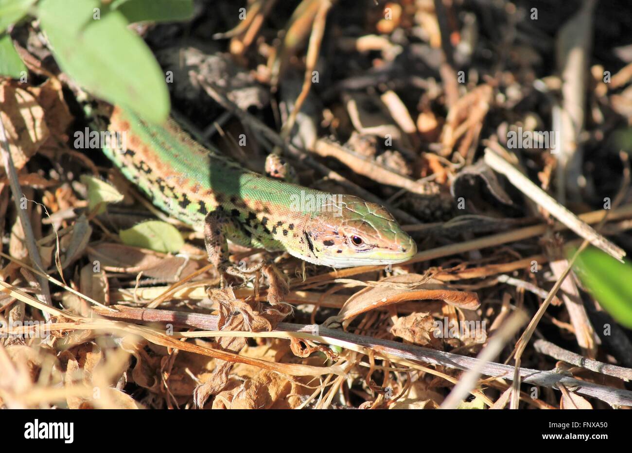 Skyros Wall Lizard (Podarcis gaigeae) in undergrowth Stock Photo - Alamy
