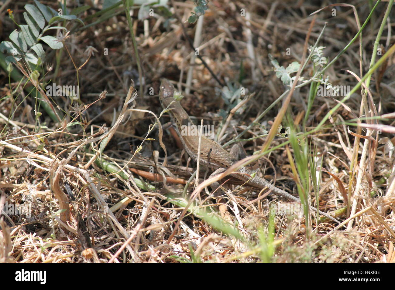 lizard lizards Balkan wall lizard Podarcis tauricus ionicus reptile ...