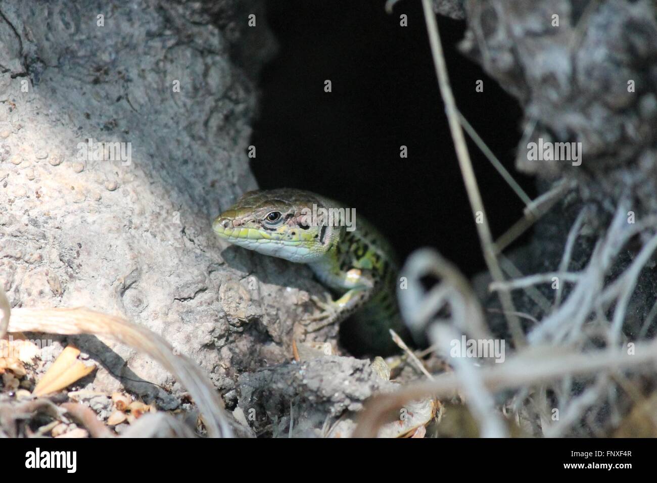 lizard lizards Balkan wall lizard Podarcis tauricus ionicus reptile ...