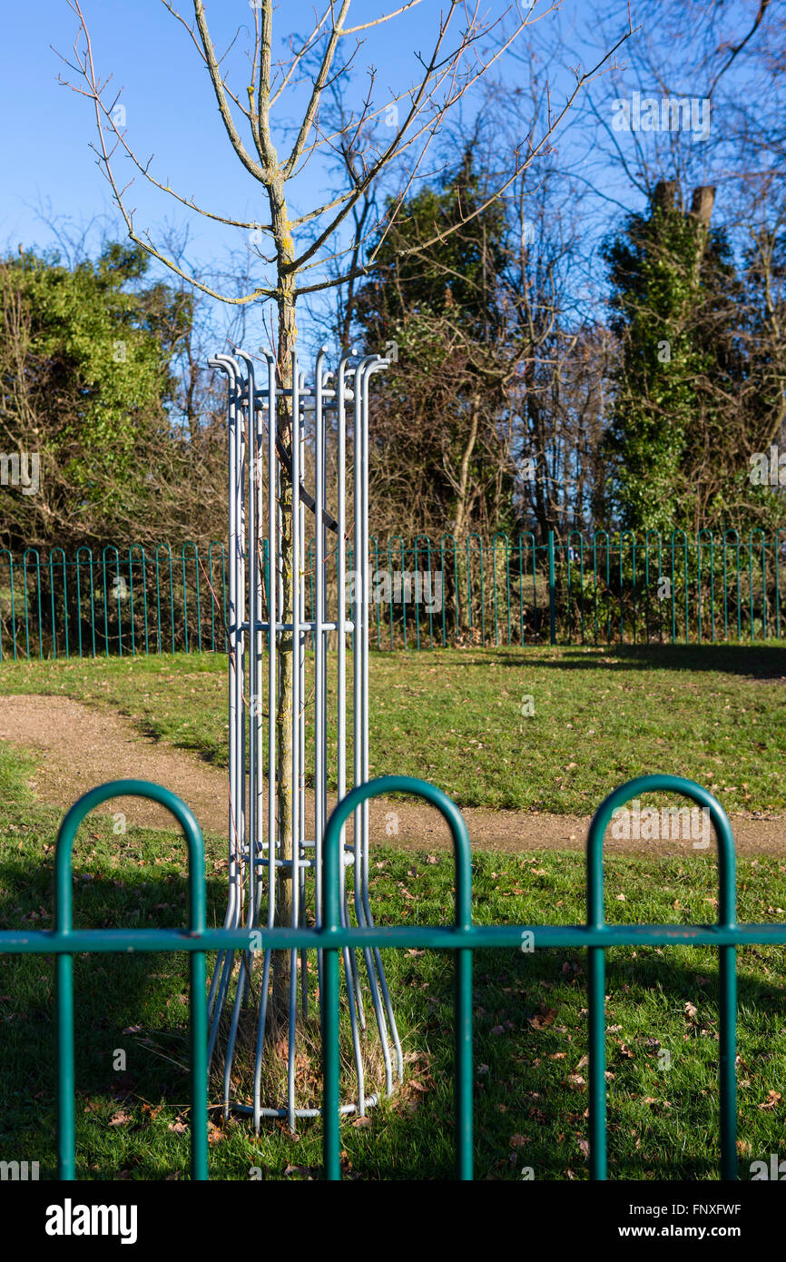 A small tree protected by fencing in a UK park Stock Photo - Alamy