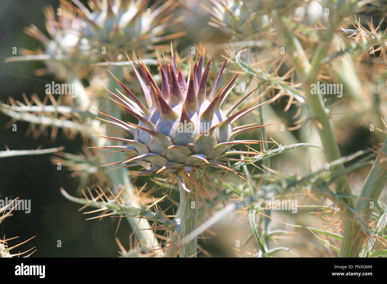 Bunch of spiked purple cardoon (Cynara cardunculus) blossomed flower ...