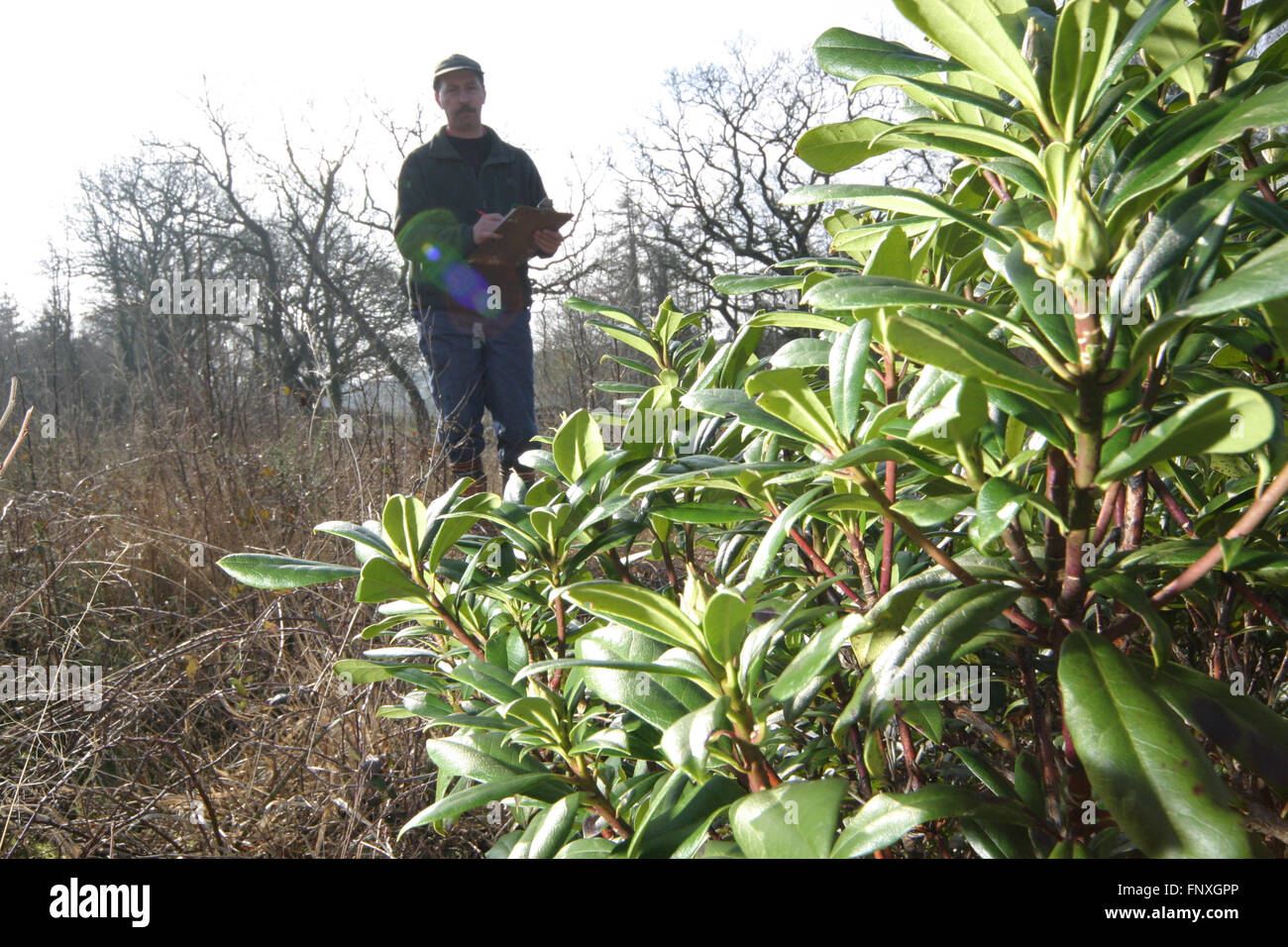rhododendron management and removal forestry Stock Photo - Alamy